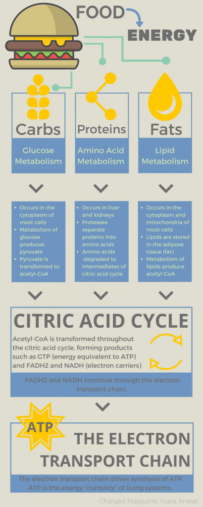 How does food become energy? - Charged Magazine